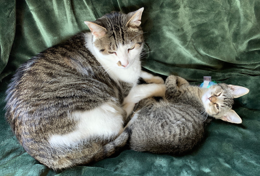 Kitten Update – Fascination Place