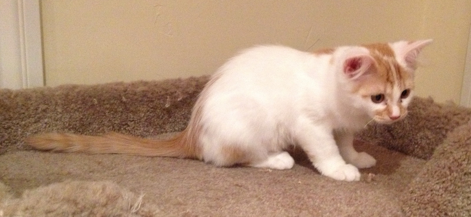 Remembering Sadie, 2012-2021 – Fascination Place